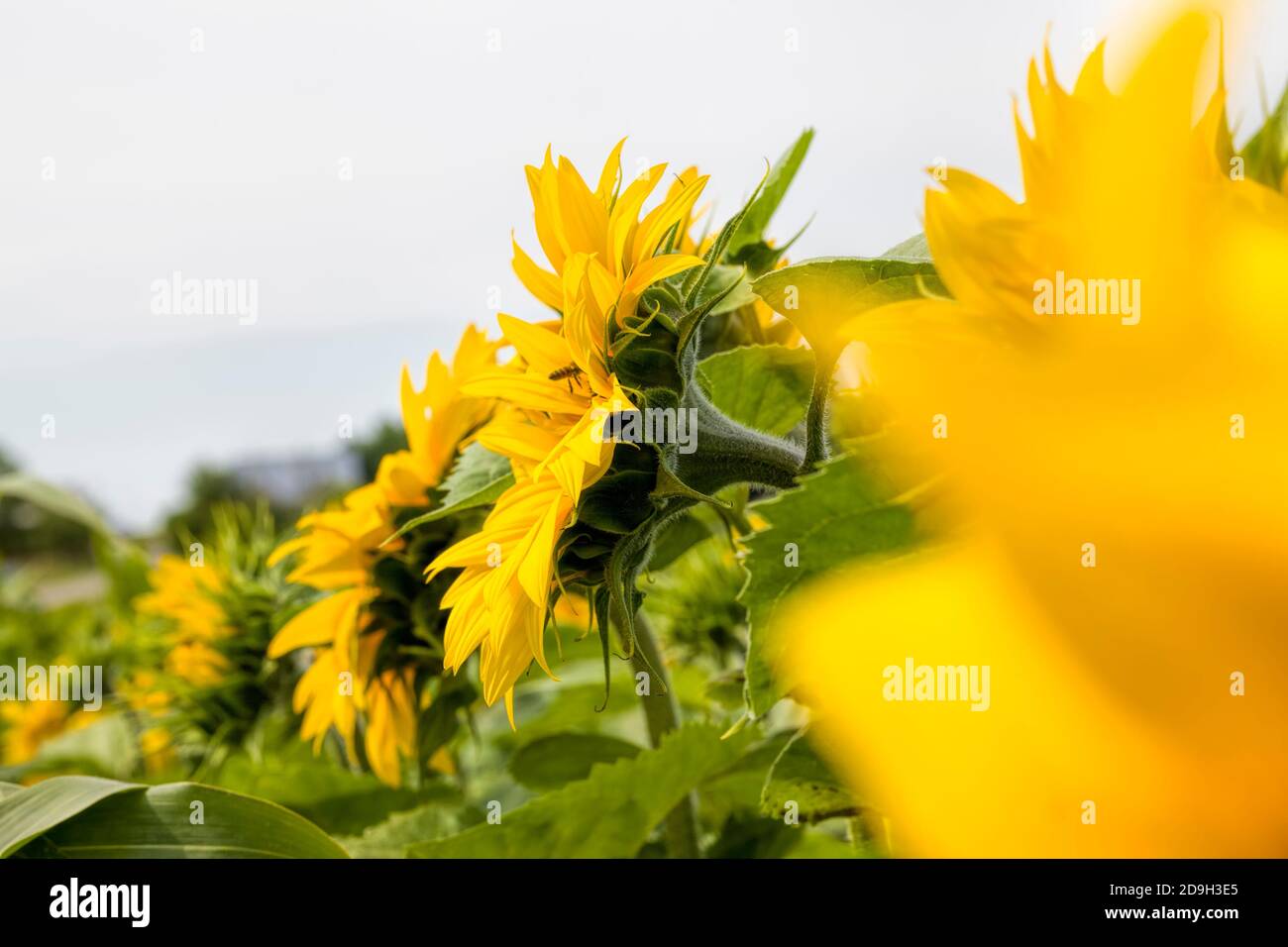 annual sunflower open Bud Stock Photo - Alamy