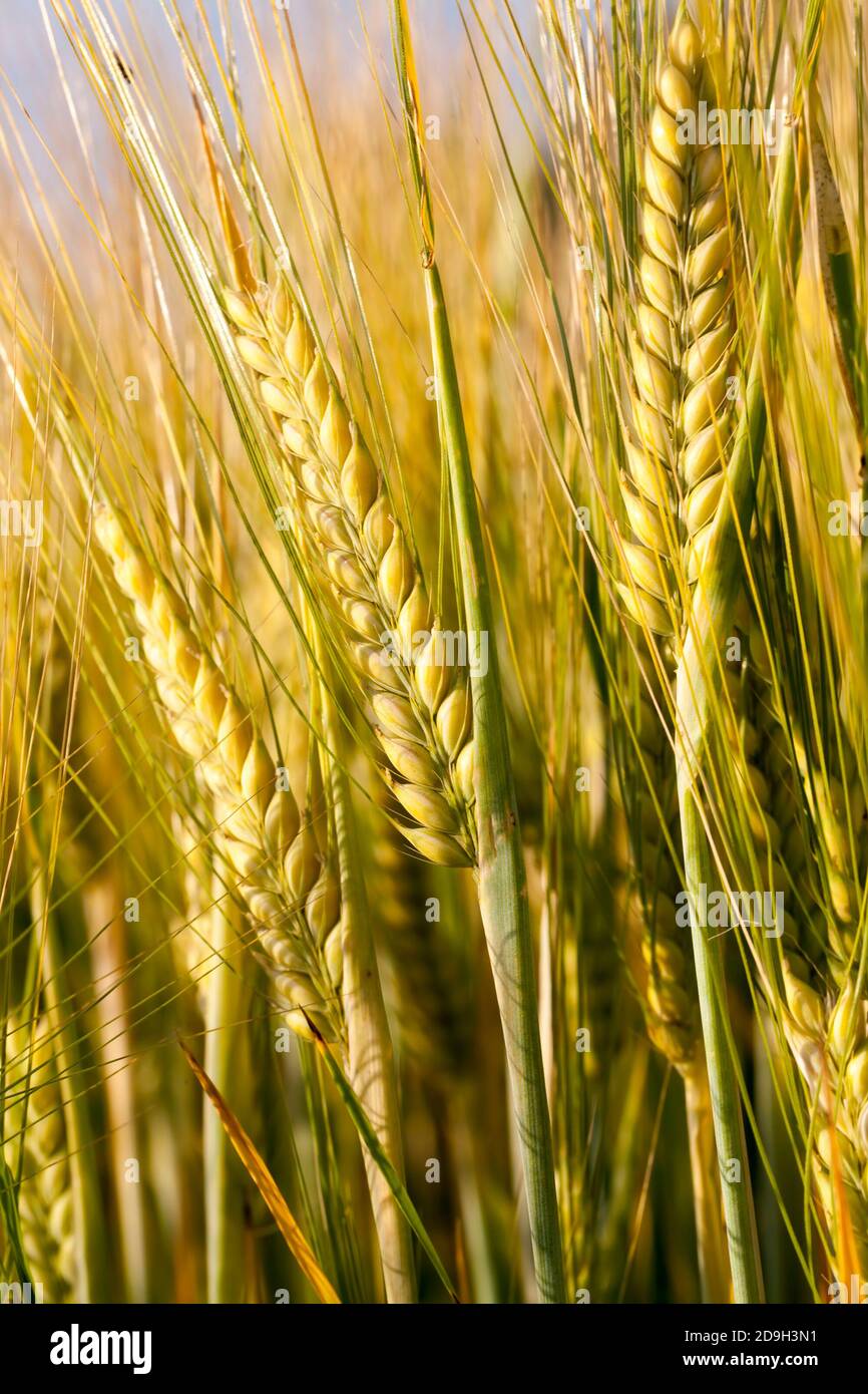 Grass seed sown hi-res stock photography and images - Alamy