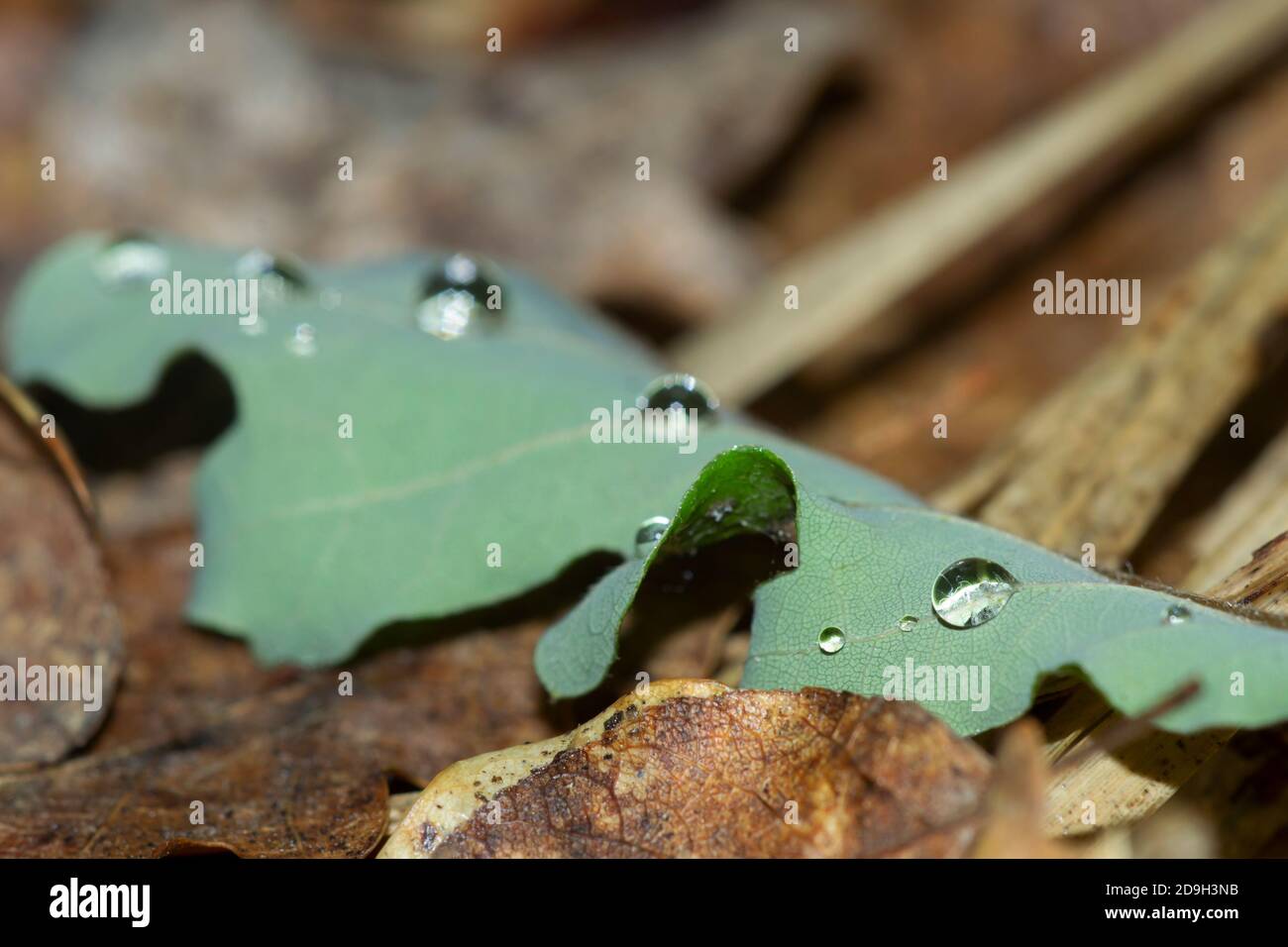 close-ip of rain drop on a fallen green leaf Stock Photo - Alamy