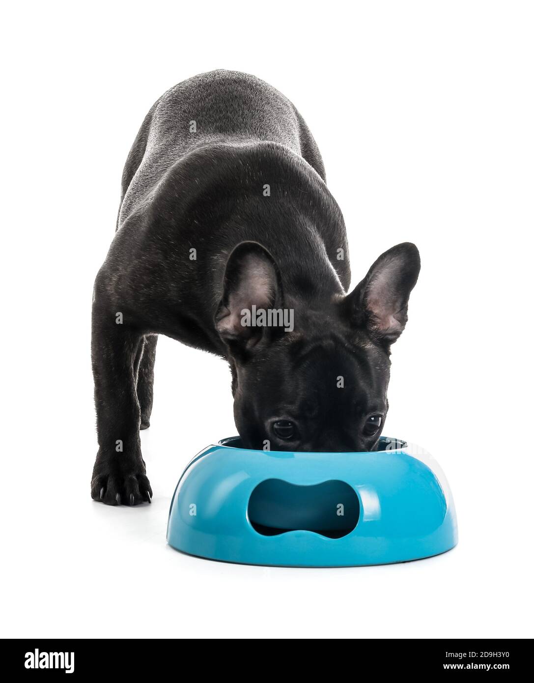 Cute funny dog eating food from bowl on white background Stock Photo ...