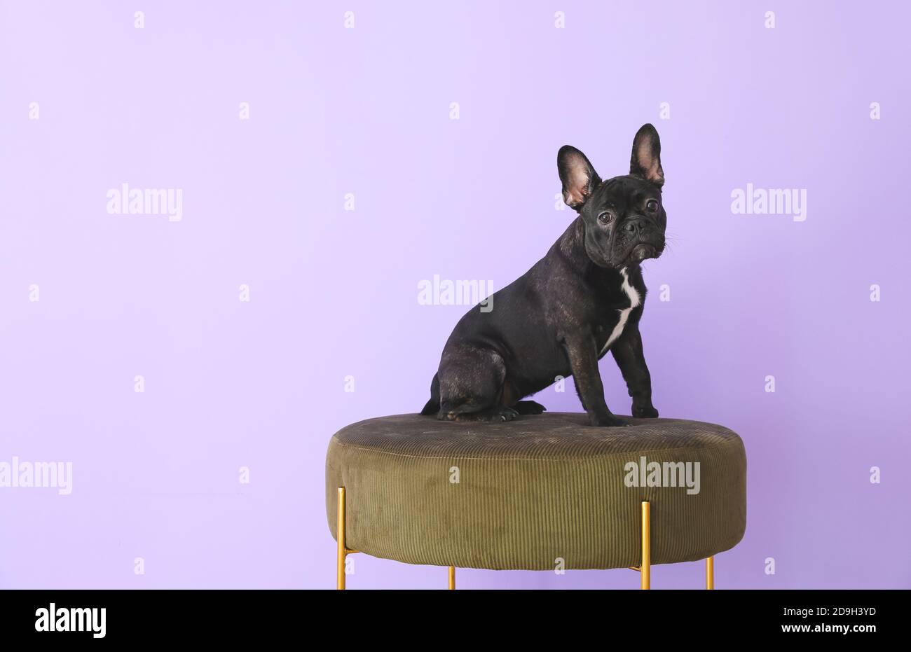 Cute funny dog on pouf against color background Stock Photo - Alamy