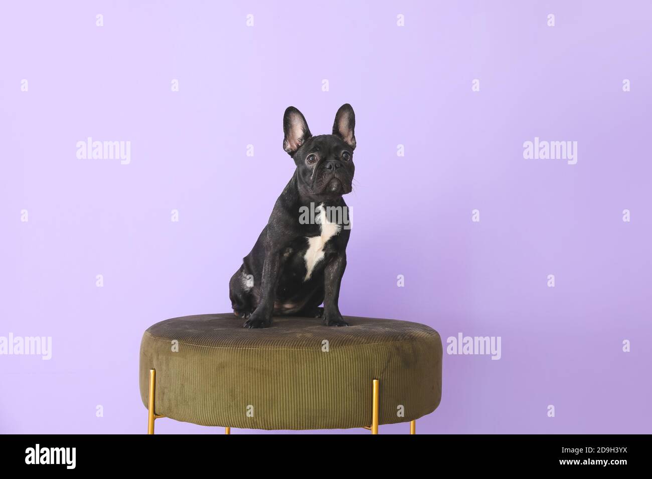 Cute funny dog on pouf against color background Stock Photo - Alamy