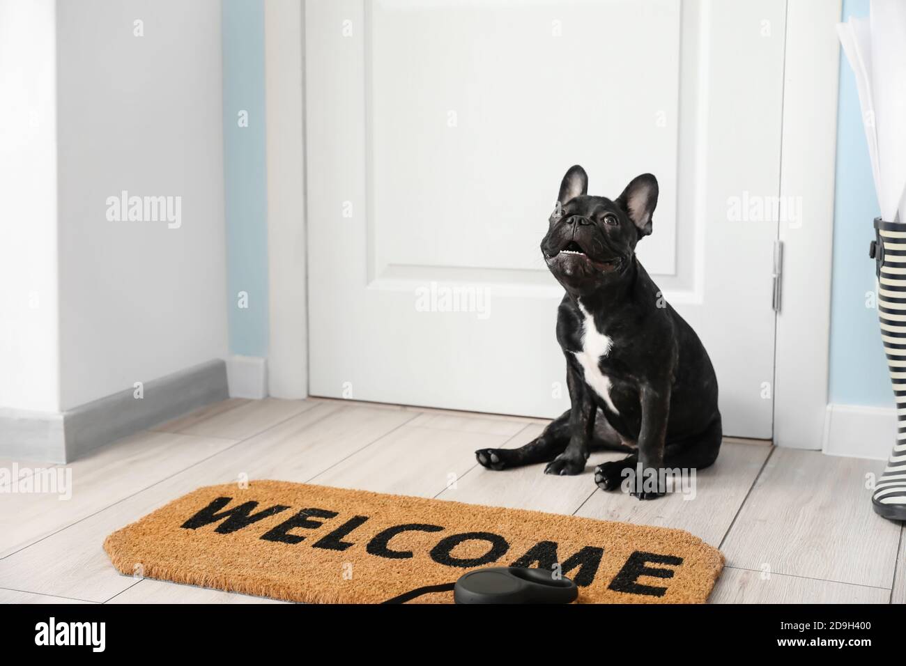 Cute funny dog near door in hallway Stock Photo - Alamy