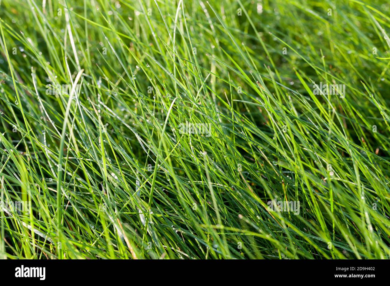 Wavy grass field hi-res stock photography and images - Alamy