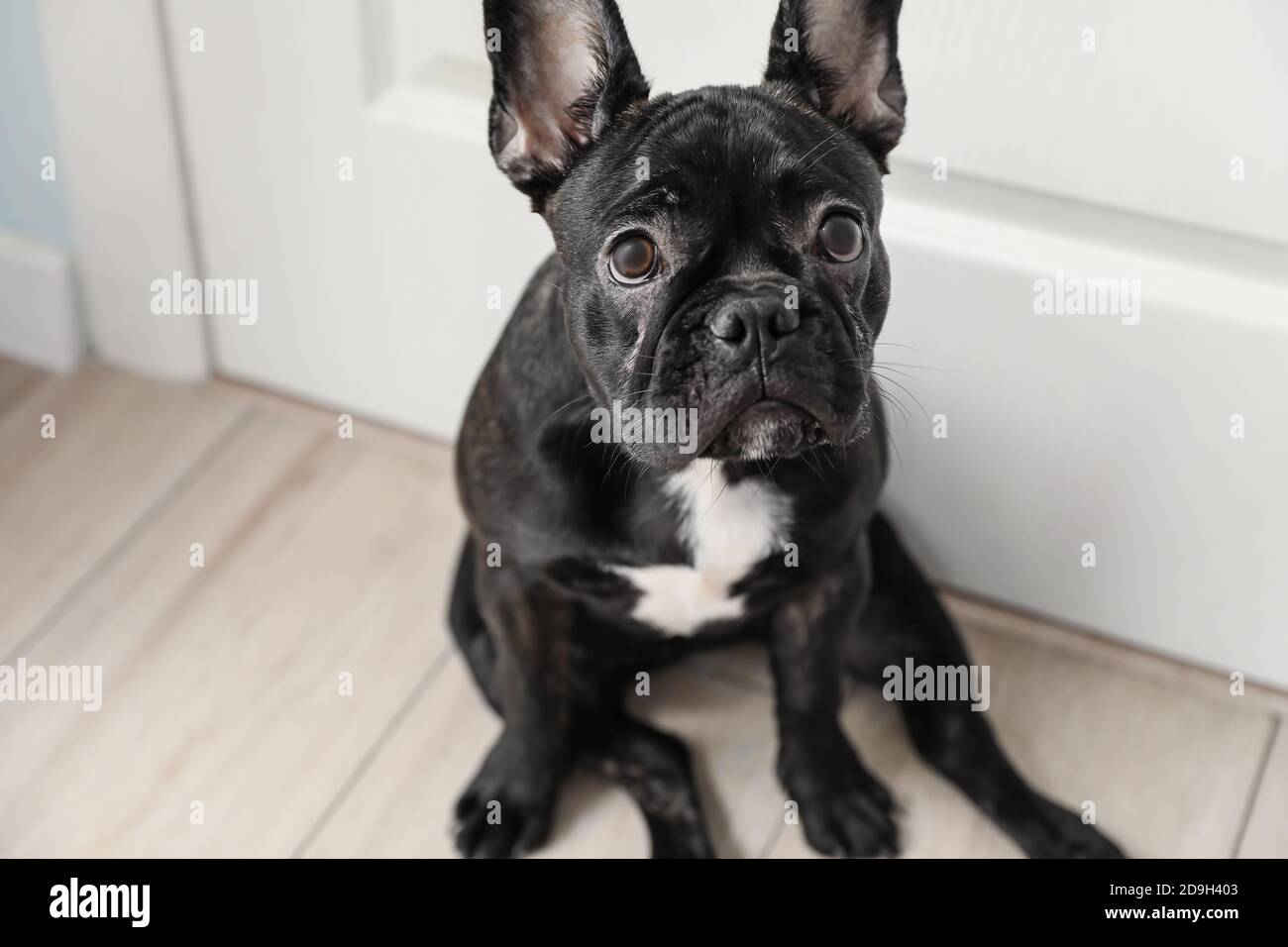 Cute funny dog near door in hallway Stock Photo - Alamy