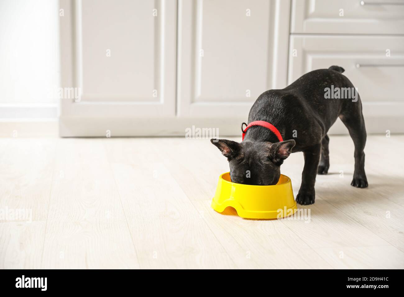 Cute funny dog eating food from bowl at home Stock Photo - Alamy