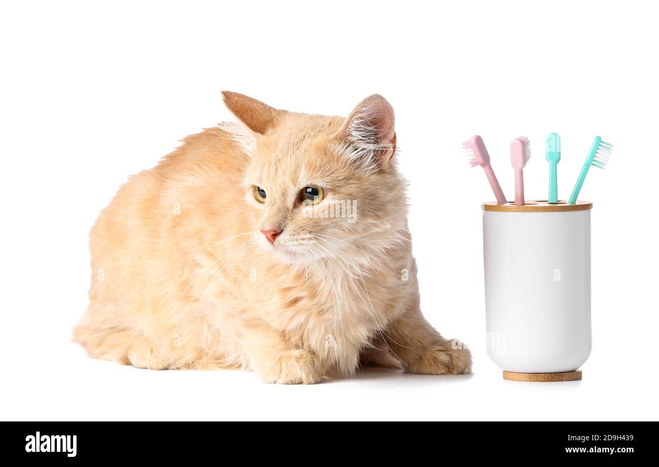 Cute cat with tooth brushes on white background Stock Photo - Alamy