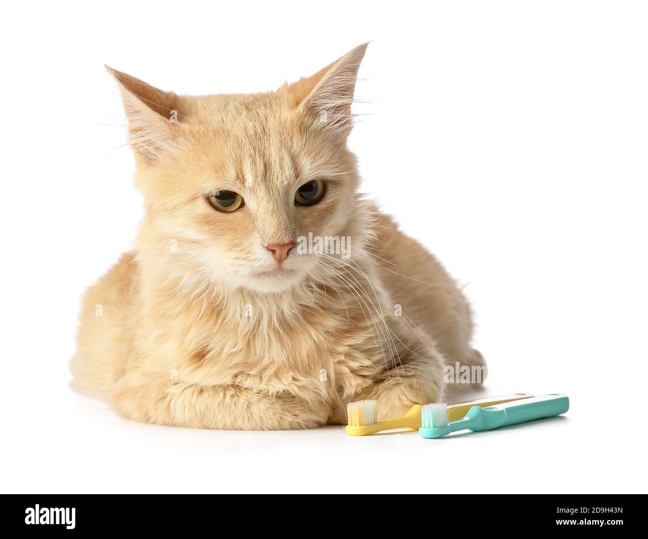 Cute cat with tooth brushes on white background Stock Photo - Alamy
