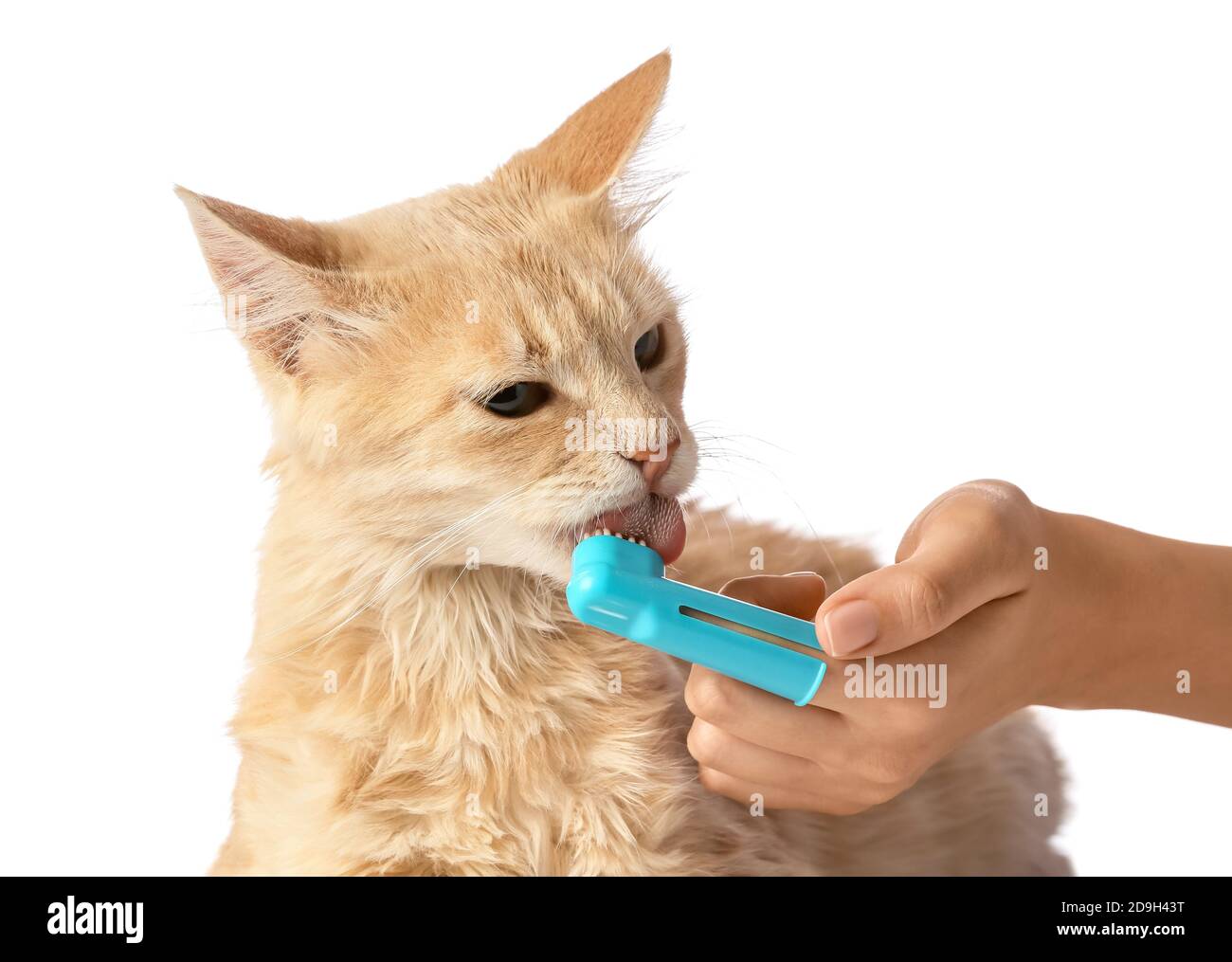 Feline caries hi-res stock photography and images - Alamy