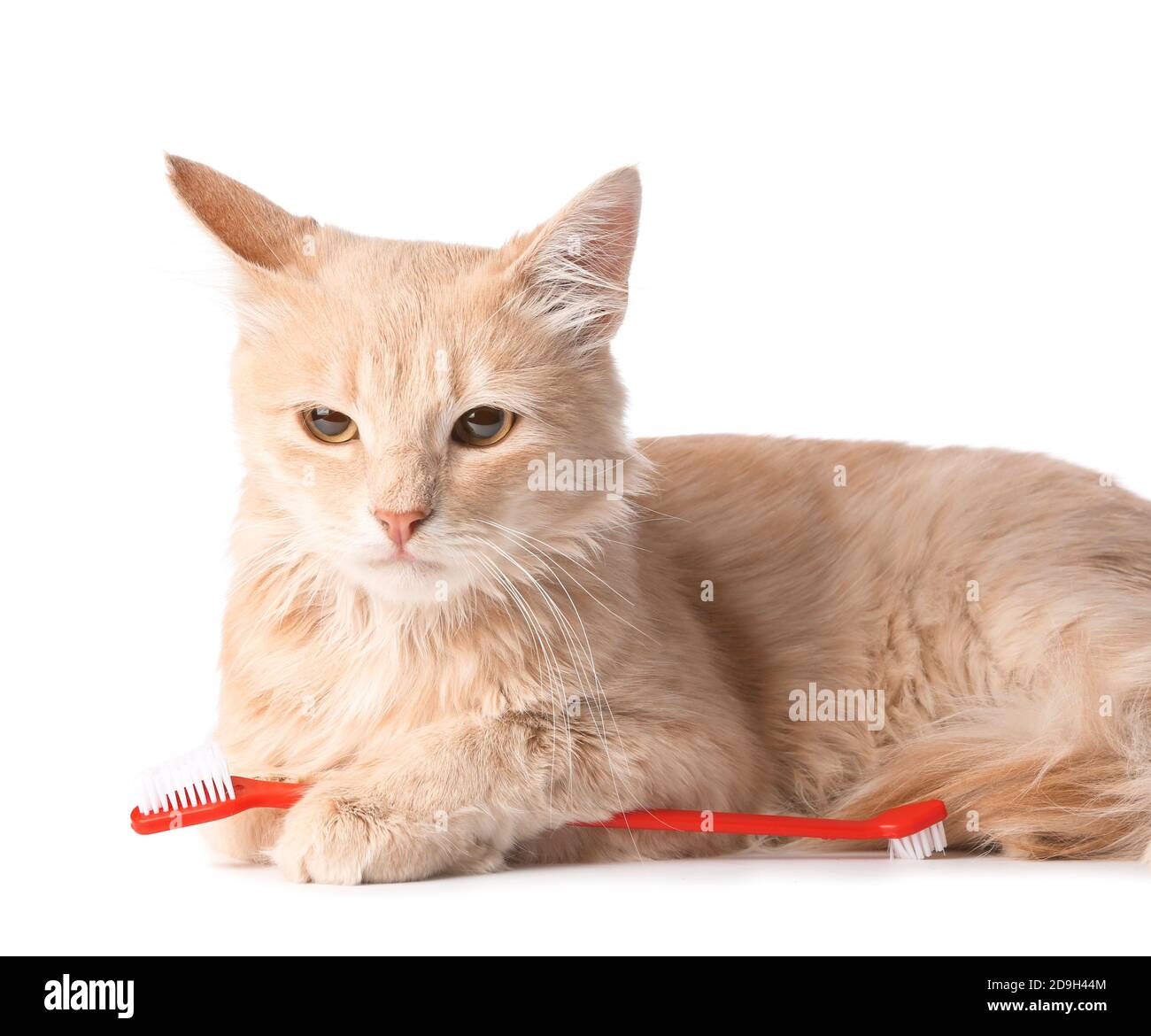 Cute cat with tooth brush on white background Stock Photo - Alamy