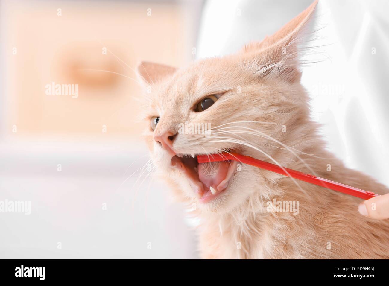 Feline caries hi-res stock photography and images - Alamy