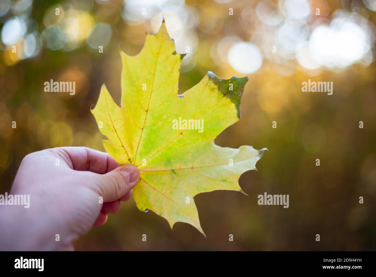 Hand holding maple leaf hi-res stock photography and images - Alamy