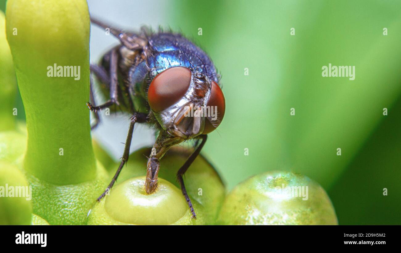 A fly drinking some dewdrop from the top of flower bud Stock Photo - Alamy