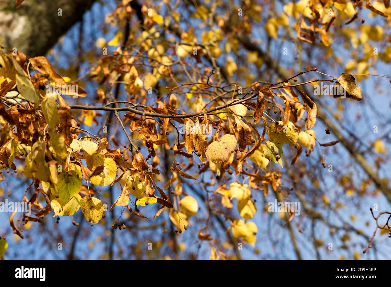 Linden yard hi-res stock photography and images - Alamy