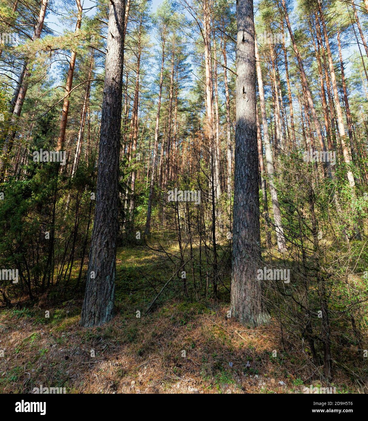 autumn nature and its influence on nature Stock Photo - Alamy