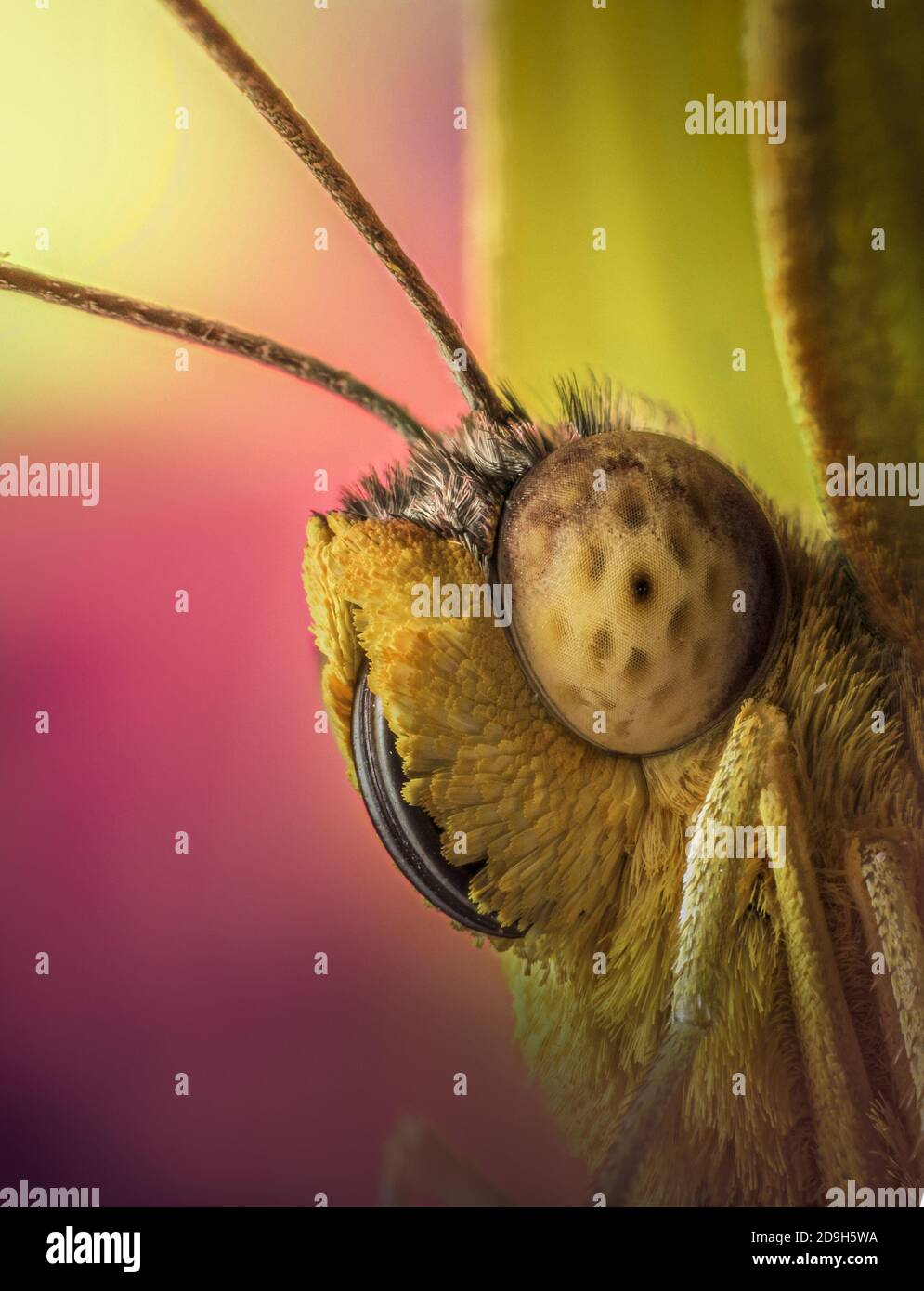 Macro of yellow butterfly Stock Photo - Alamy