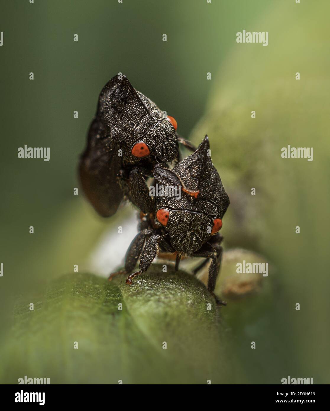 Macro of a treehoppers Stock Photo - Alamy