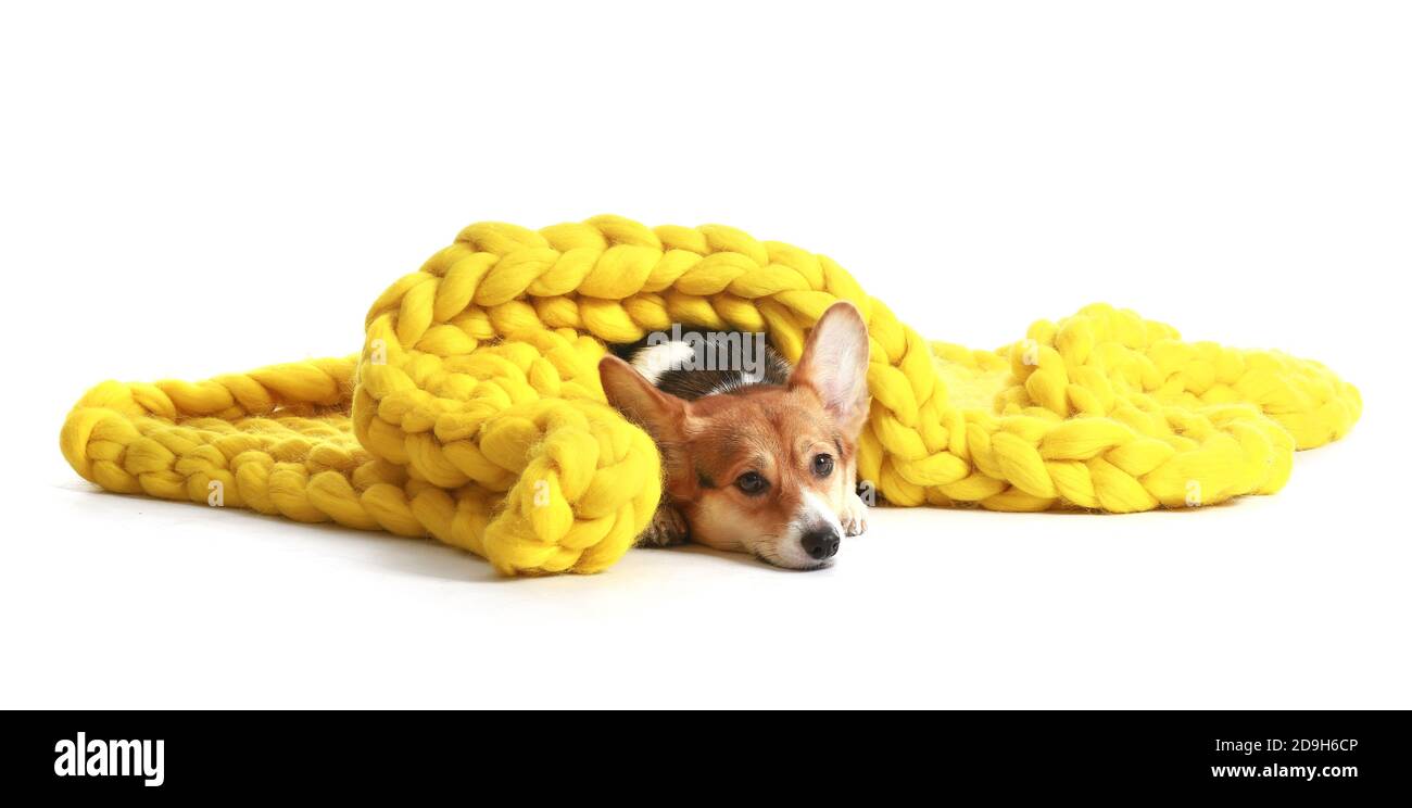 Cute dog with warm blanket on white background Stock Photo - Alamy