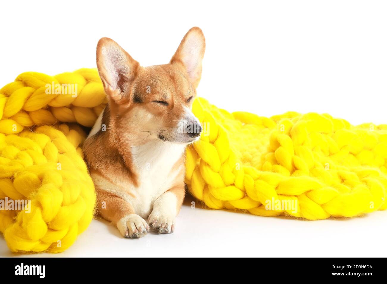 Cute dog with warm blanket on white background Stock Photo - Alamy