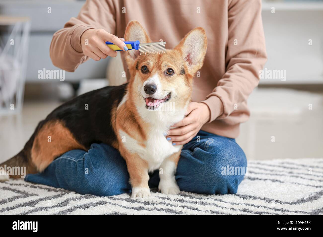 Owner brushing cute dog at home Stock Photo - Alamy