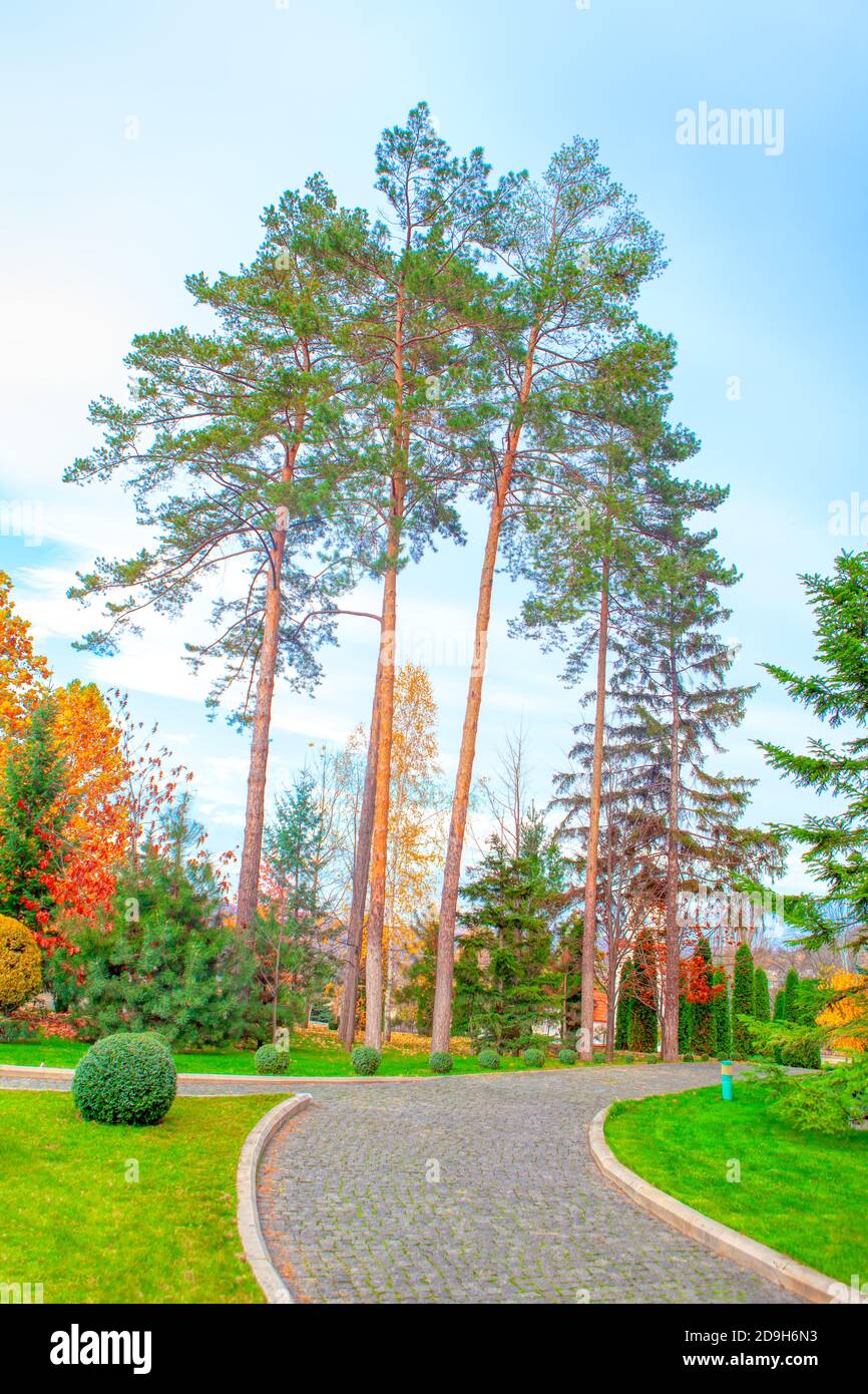 Cobblestone path in the autumn park with tall pines Stock Photo - Alamy