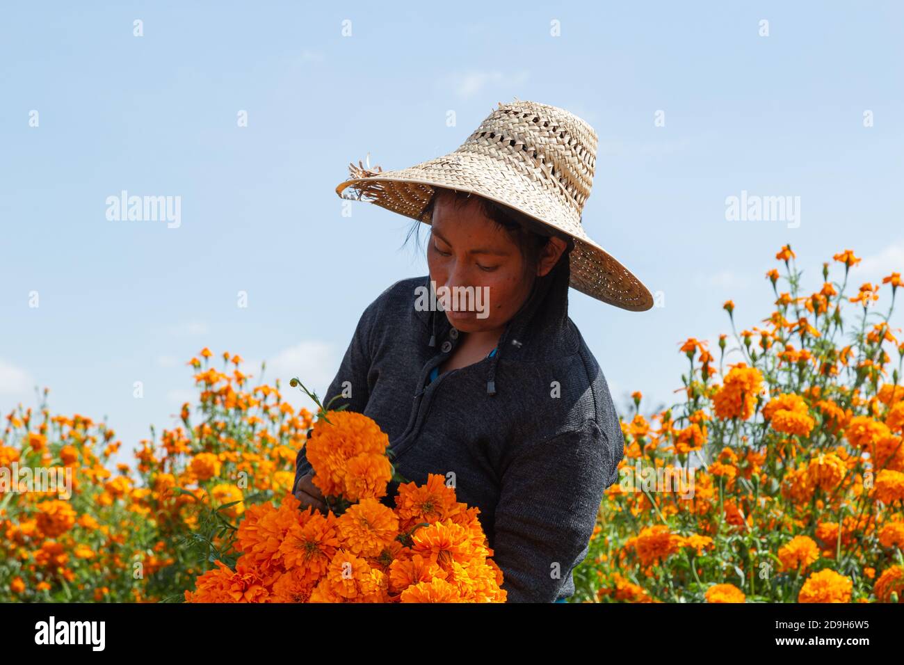 Female flower farmer marigold hi-res stock photography and images - Alamy