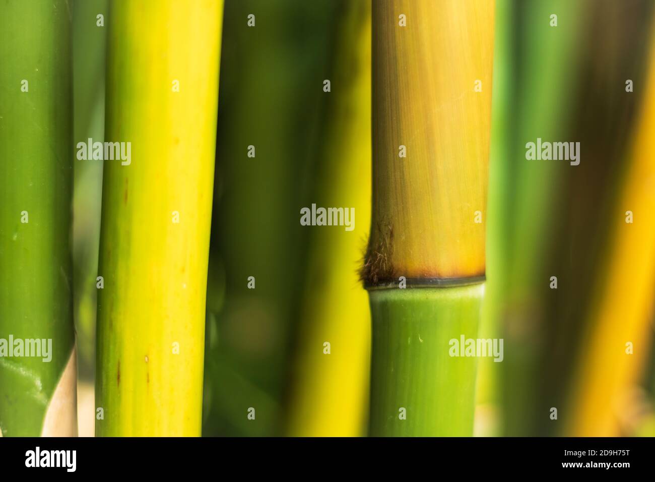 Closeup of thick green bamboo stalks growing in the forest Stock Photo ...