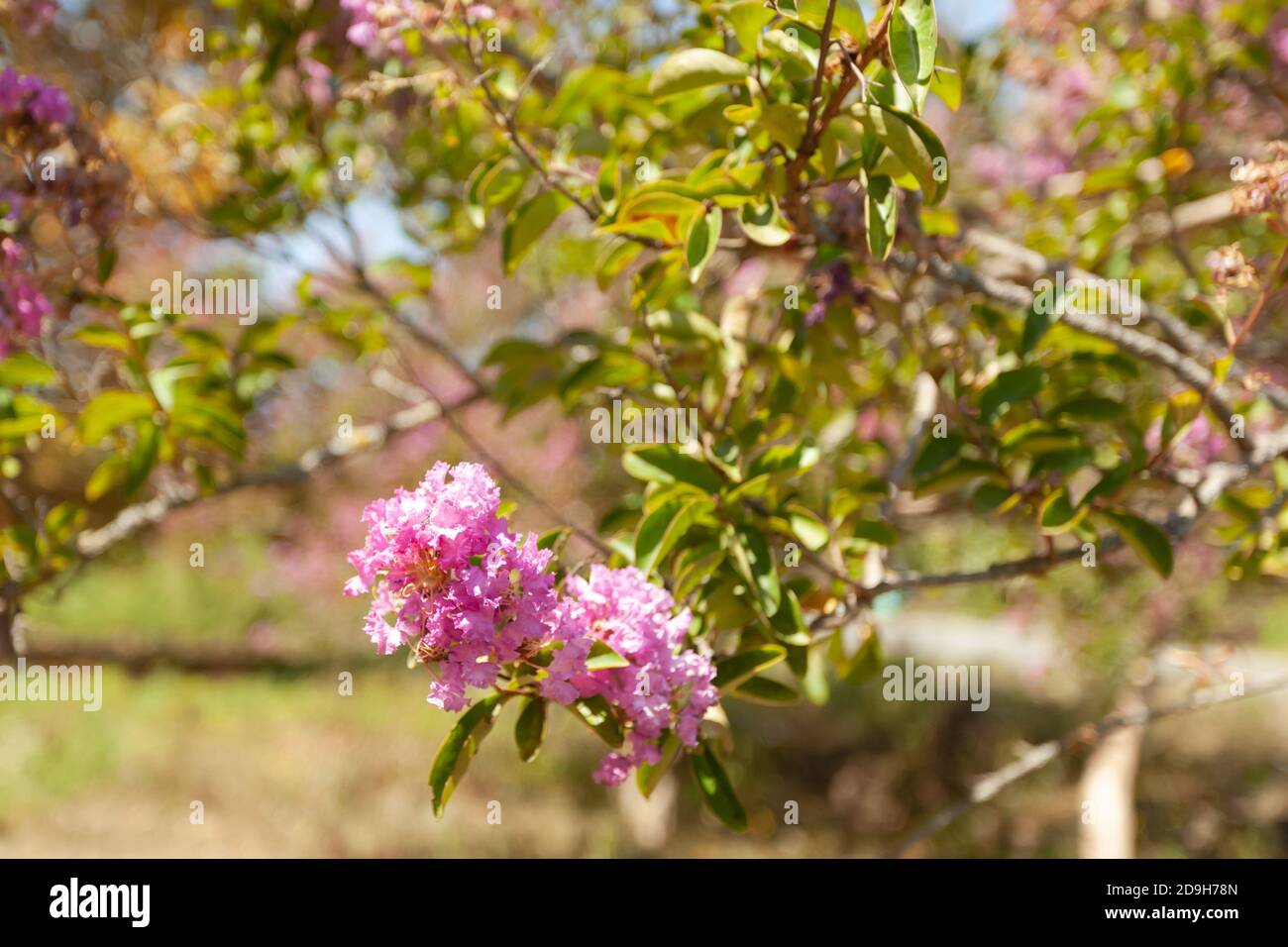 Cherry blossom tree trunk bloom hi-res stock photography and images - Alamy