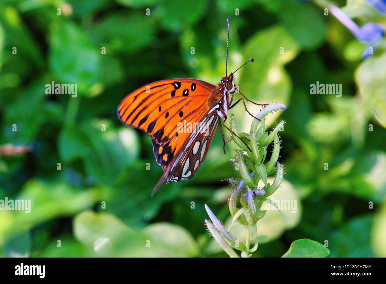 Bright orange gulf fritellary butterfly seen from above Stock Photo - Alamy
