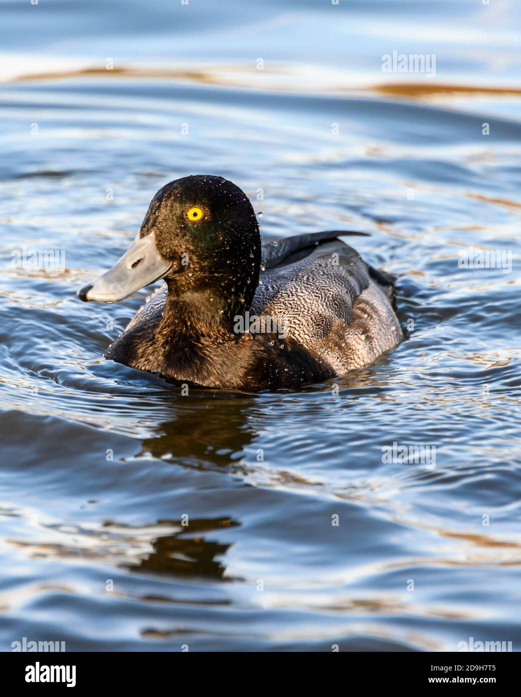 Beautiful lesser scaup male duck swimming in the lake. Black spotted ...
