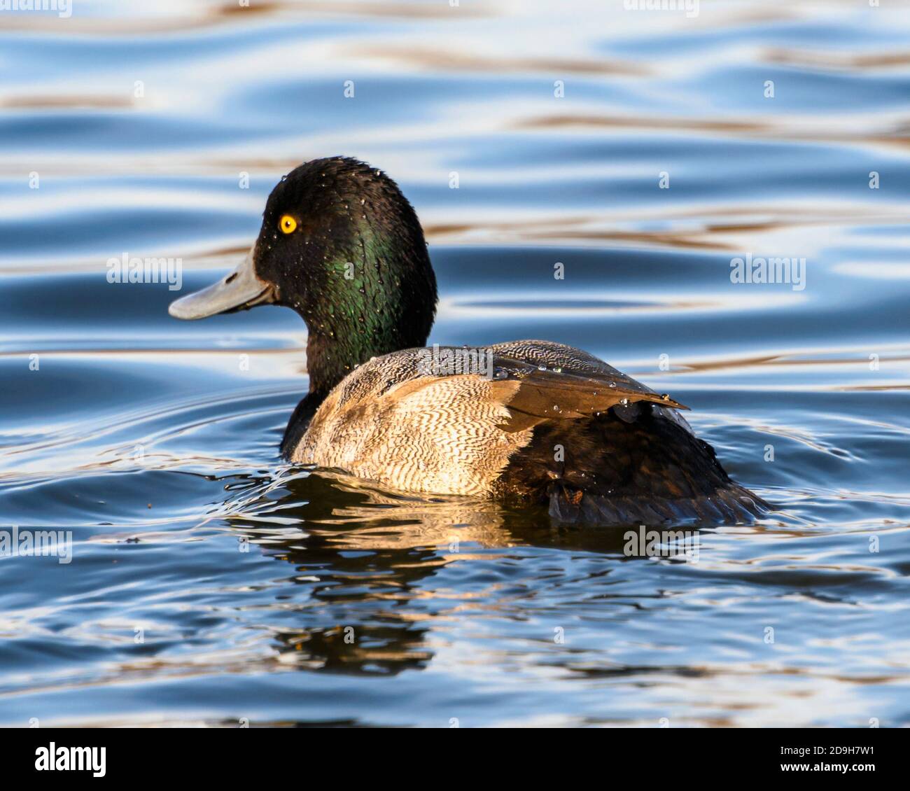 Beautiful lesser scaup male duck swimming in the lake. Black spotted ...