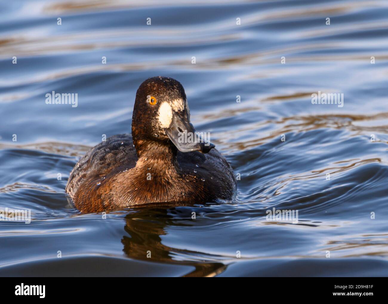 White duck yellow orange bill hi-res stock photography and images - Alamy