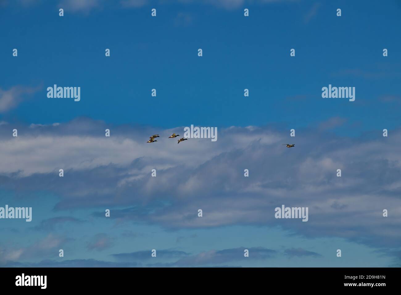 Birds fly overhead in hi-res stock photography and images - Alamy