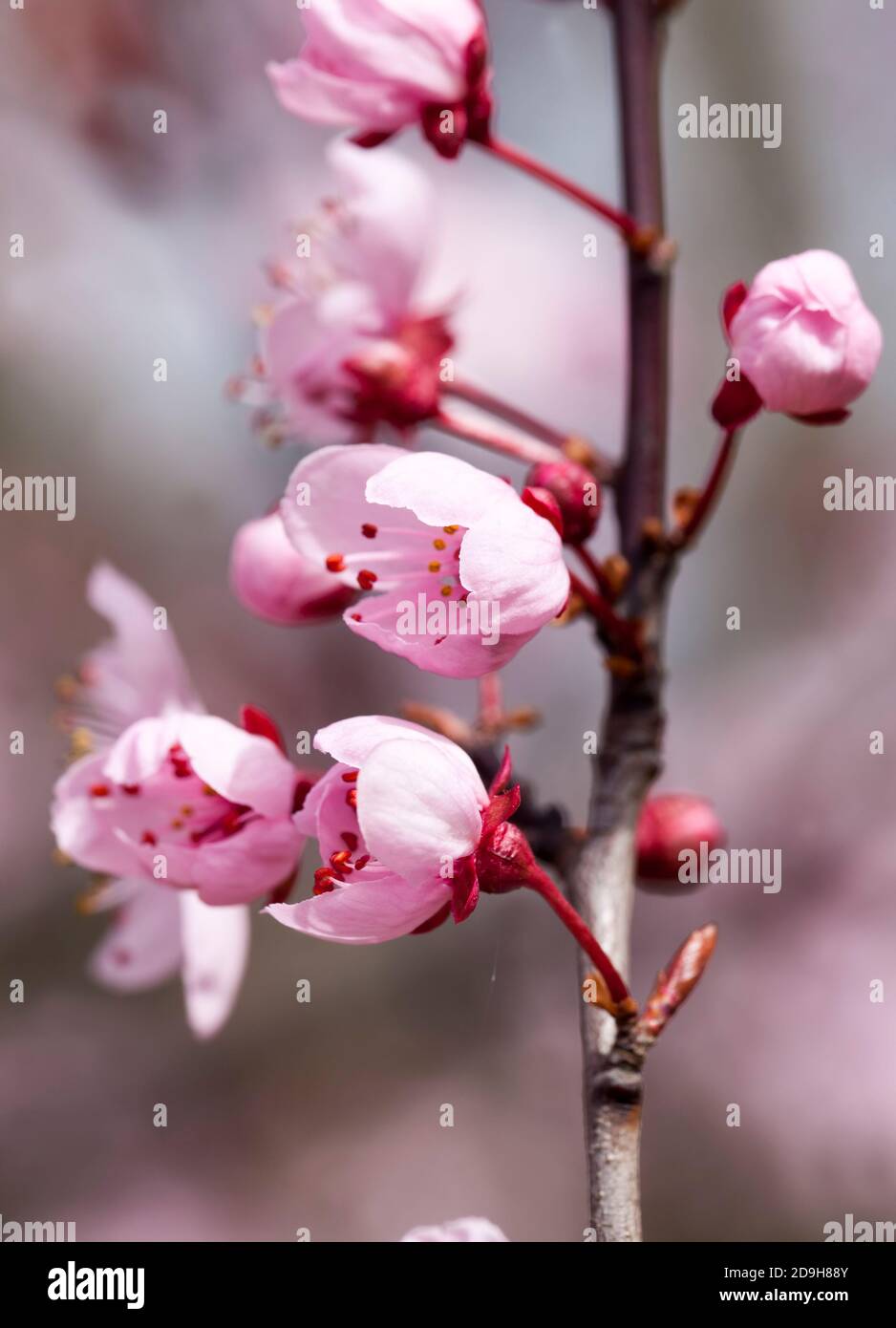 Cherry tree small young garden bloom hi-res stock photography and ...