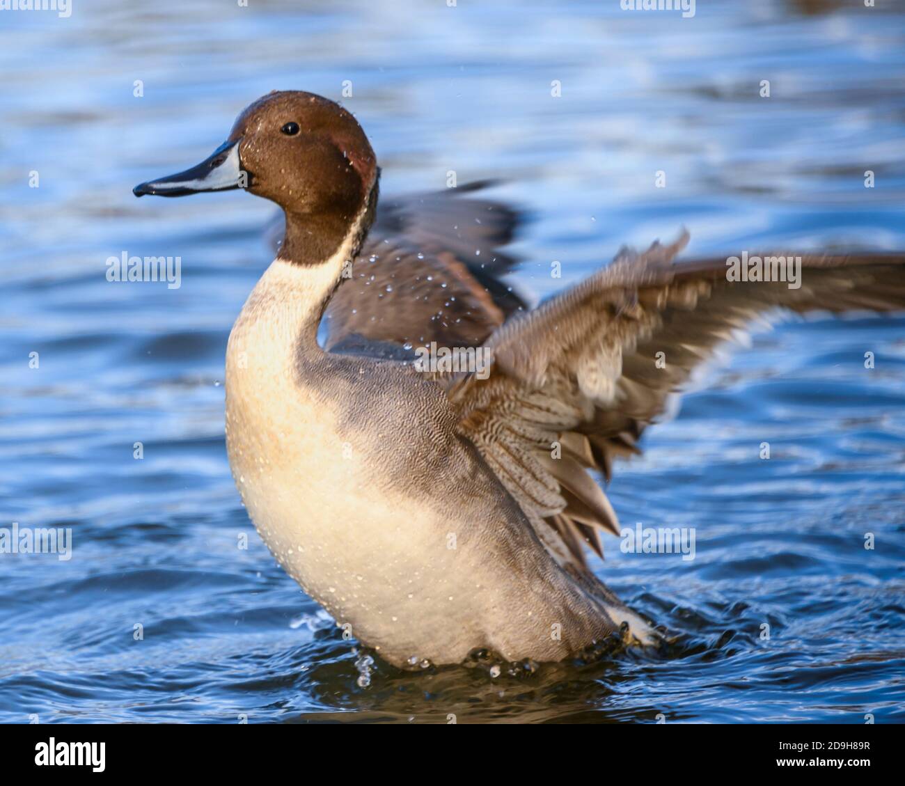Beautiful northern pintail male duck swimming in the lake. grey and ...