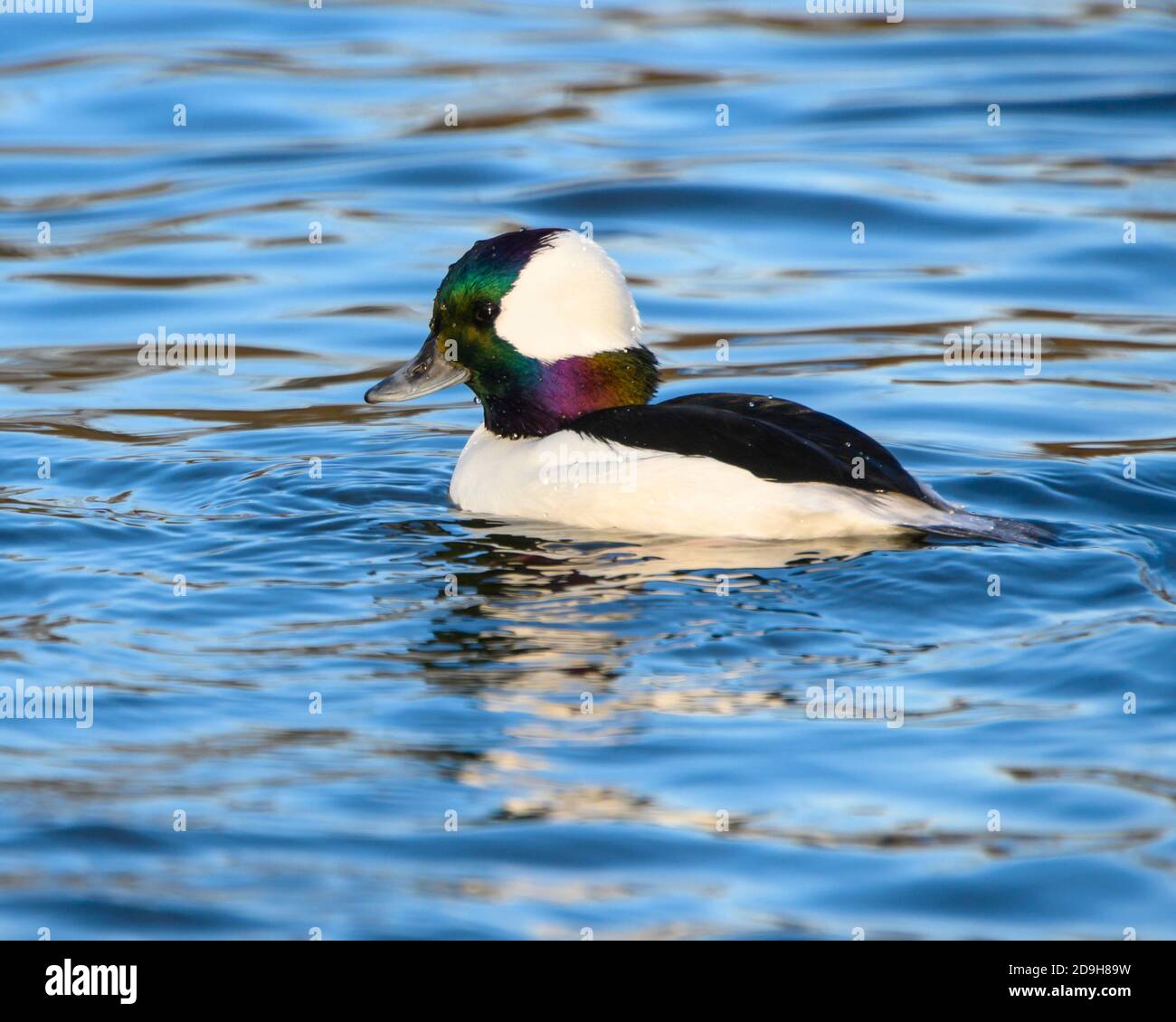 Bufflehead Duck On Head