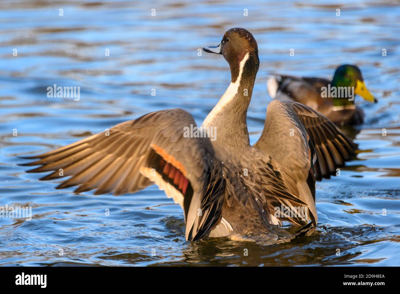 Beautiful northern pintail male duck swimming in the lake. grey and ...