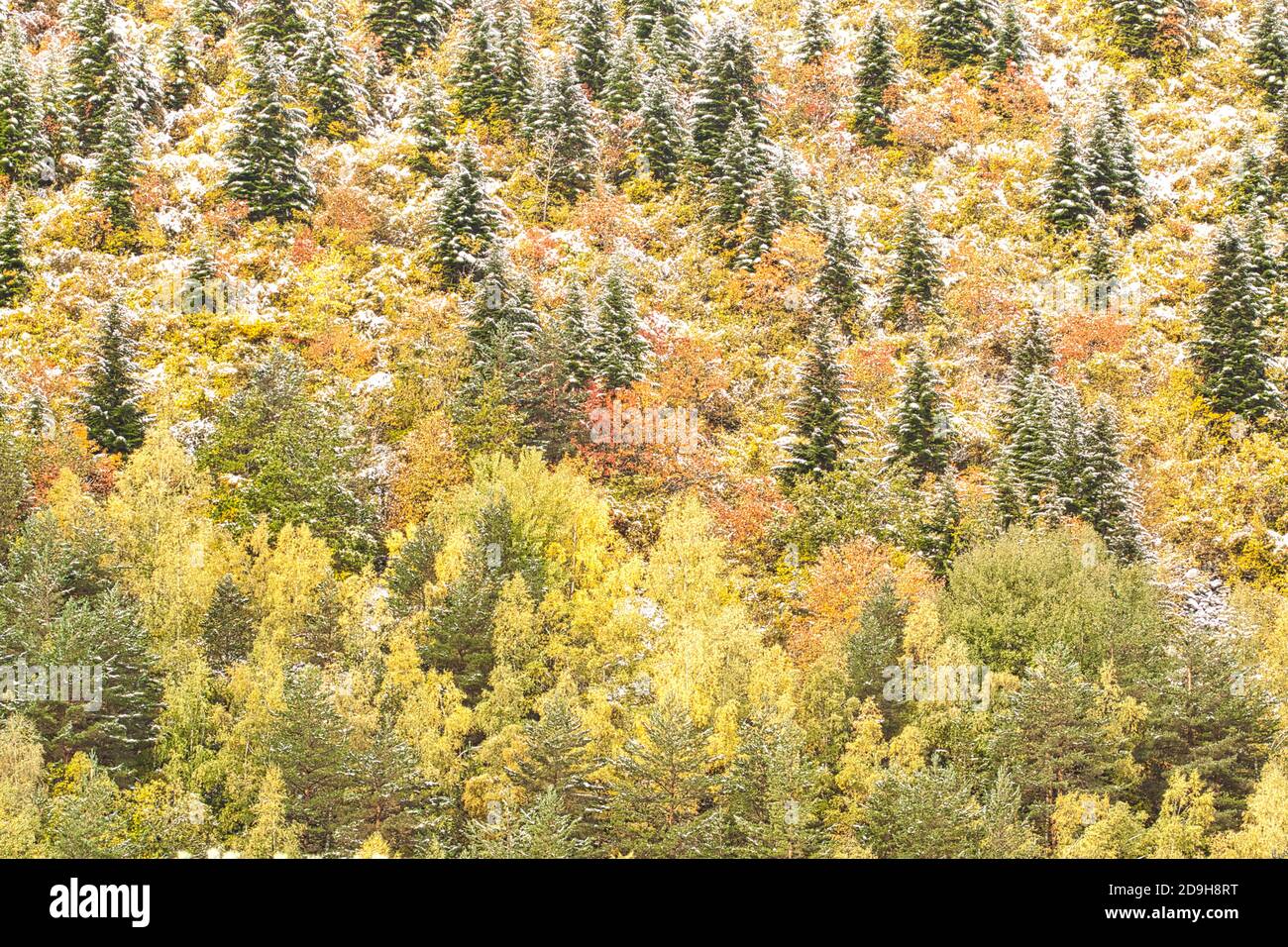 Autumn color palette with a snowy forest Stock Photo - Alamy