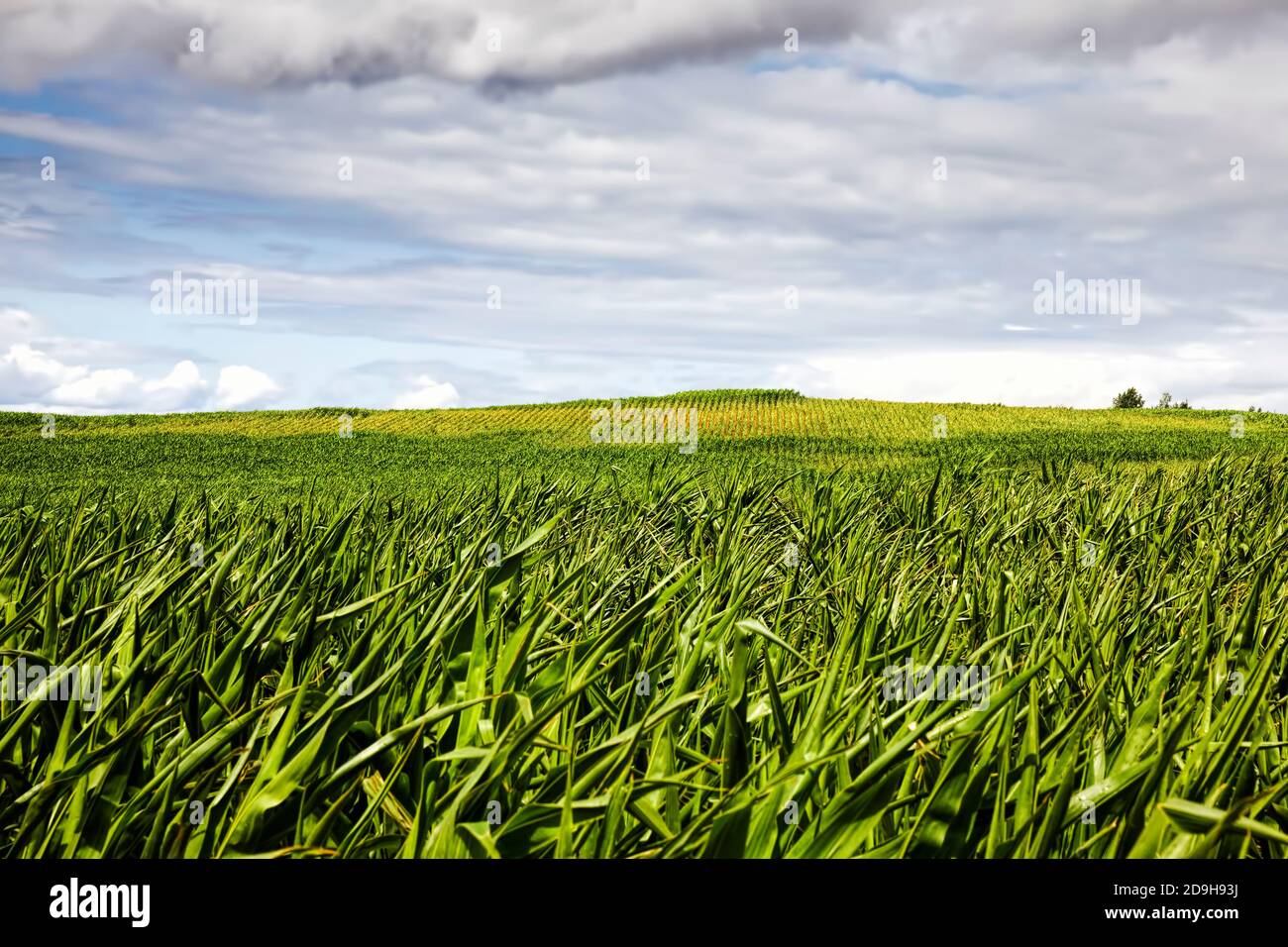 corn on an agricultural field Stock Photo - Alamy