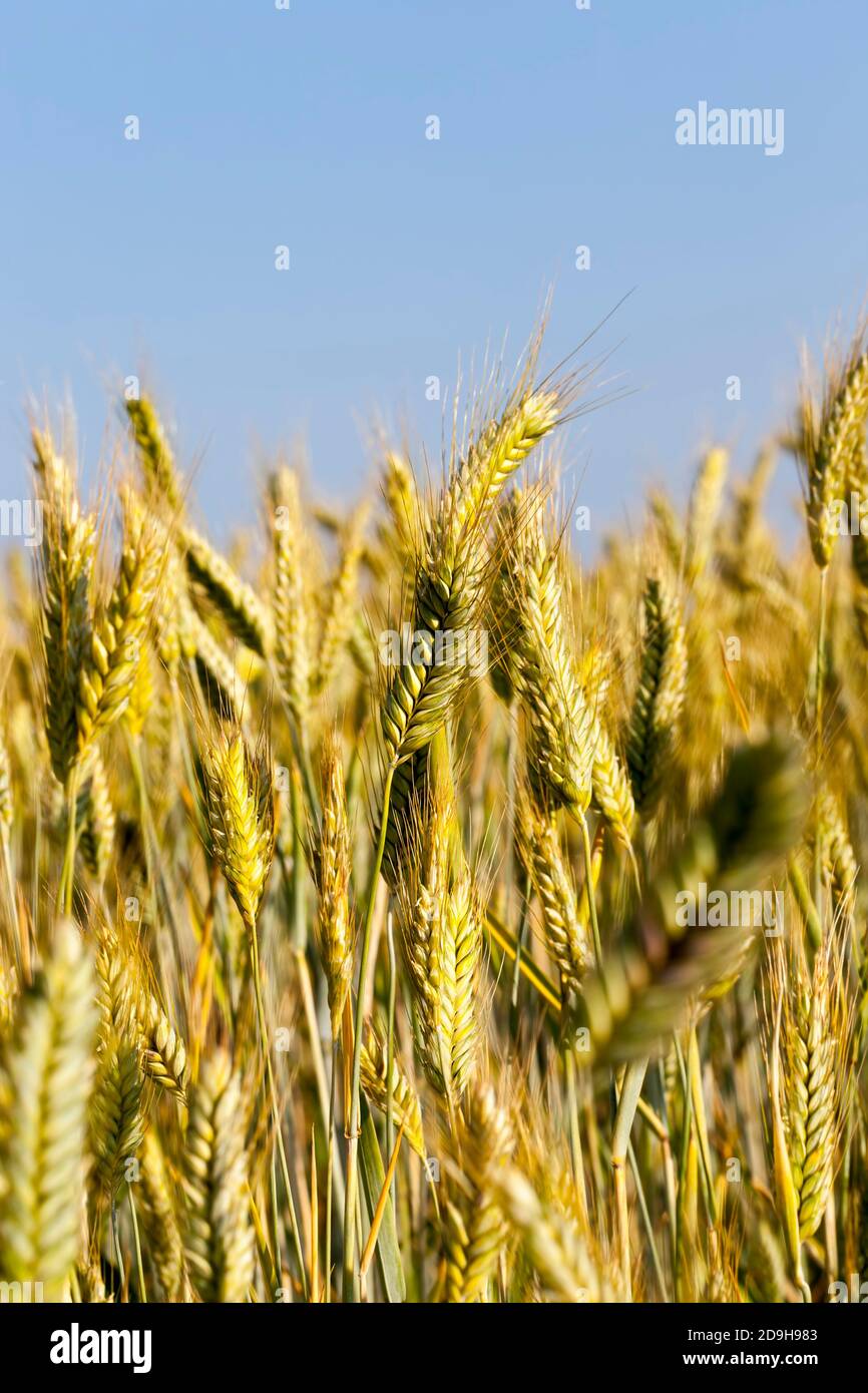 wheat crop against the sky Stock Photo - Alamy