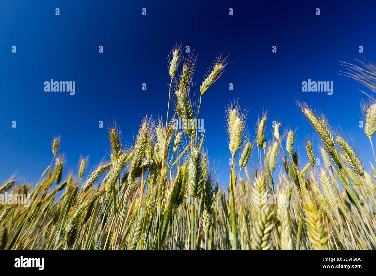 Rye crop hi-res stock photography and images - Alamy