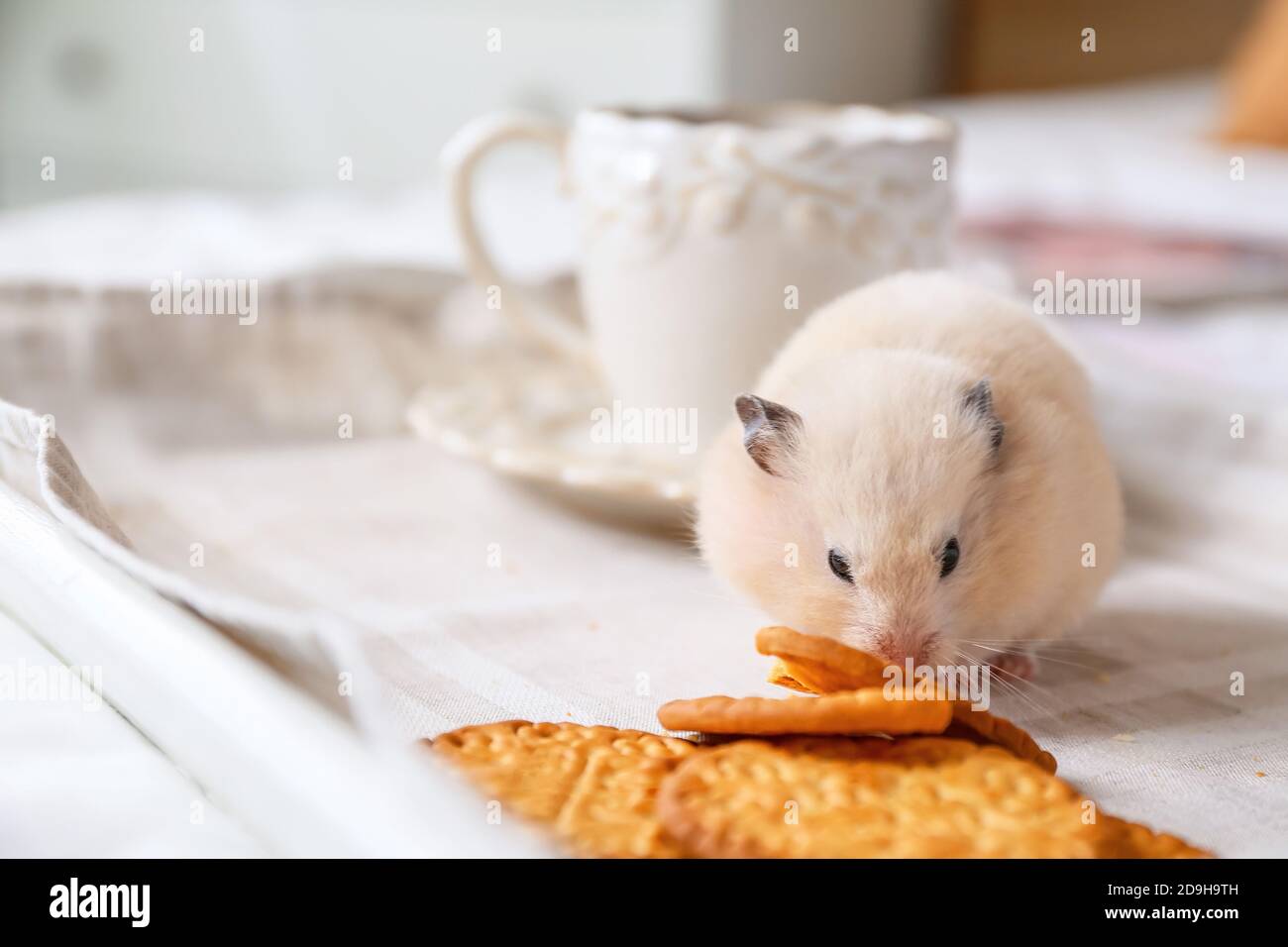 Hamster Eating Cookie