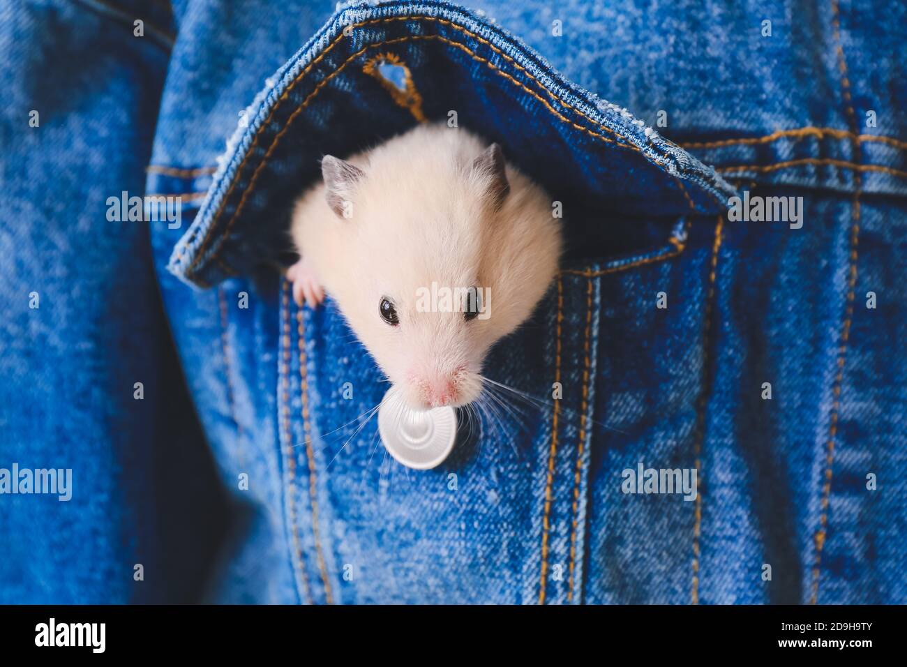 Pet owner humour hi-res stock photography and images - Alamy