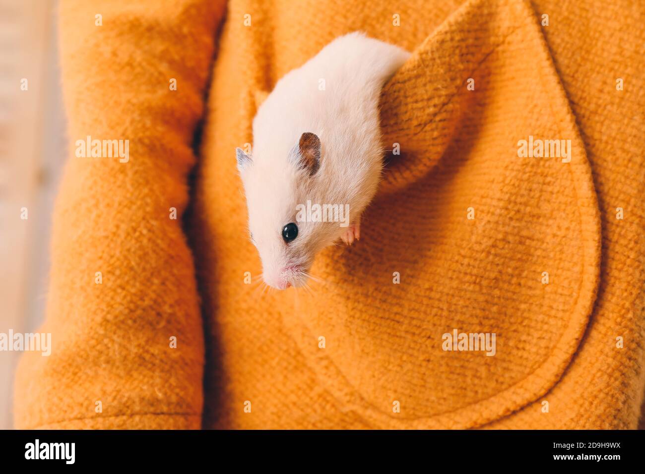 Owner with cute funny hamster in pocket, closeup Stock Photo - Alamy
