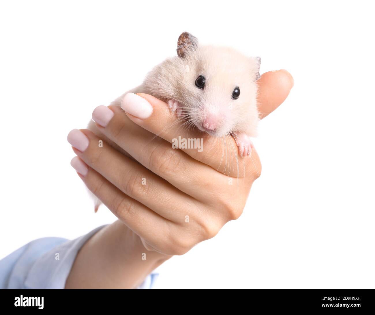 Hand with cute funny hamster on white background Stock Photo - Alamy