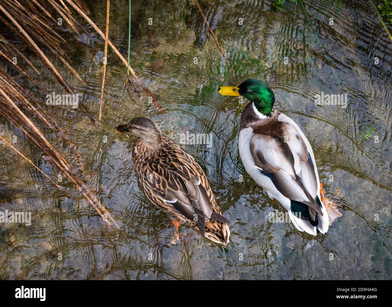 Top view of a duck and a drake in the Krka National Park in Croatia ...