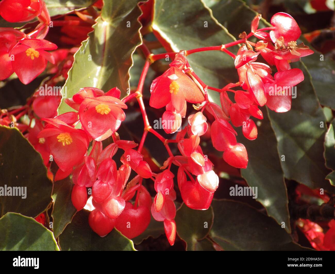 Closeup shot begonia flowers hi-res stock photography and images - Alamy