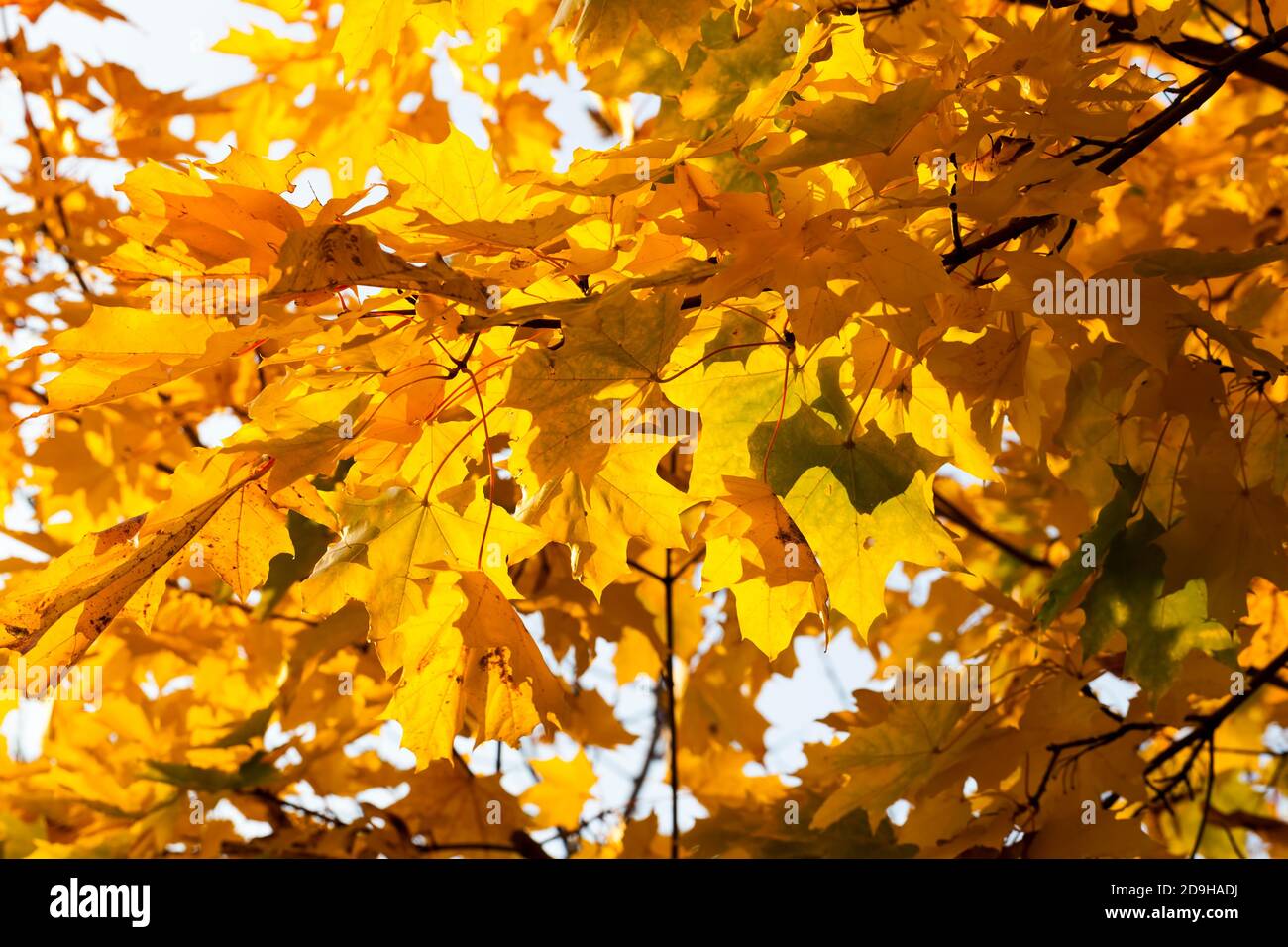changing the color of maple in the autumn season Stock Photo - Alamy