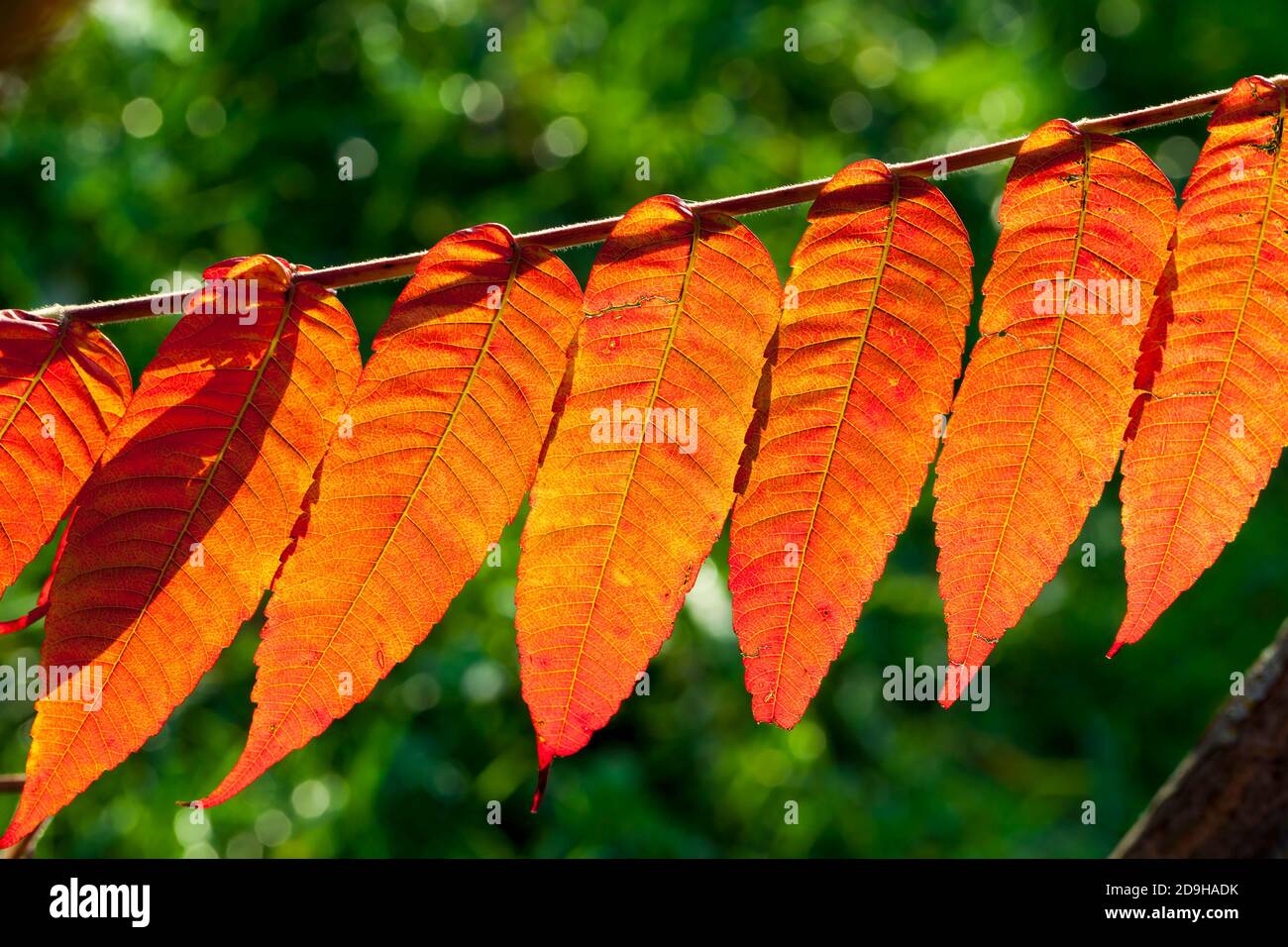 autumn nature and its influence on nature Stock Photo - Alamy
