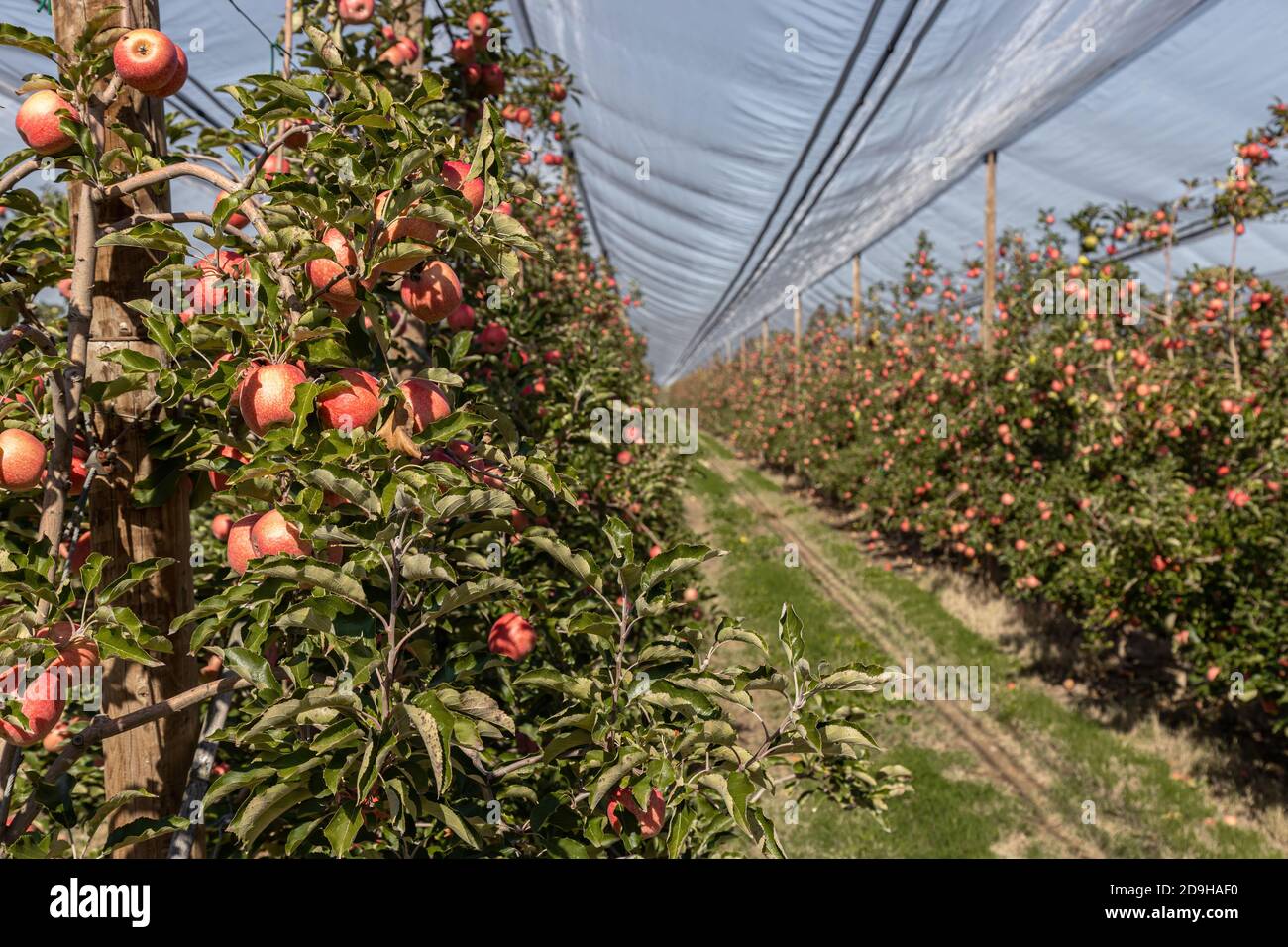 Closeup of apple trees in a farm field under the sunlight in the ...